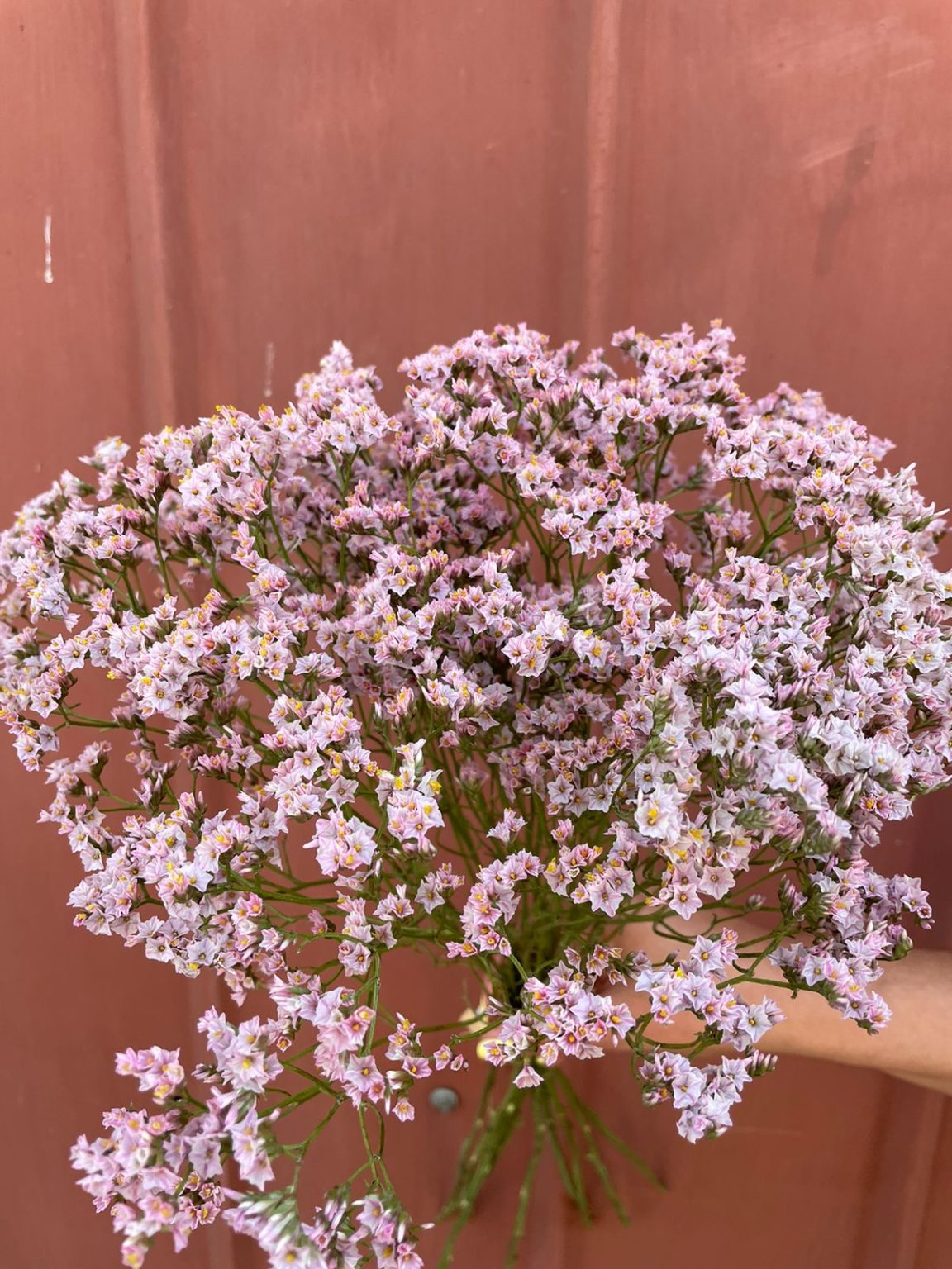 Limonium lila - El Florista