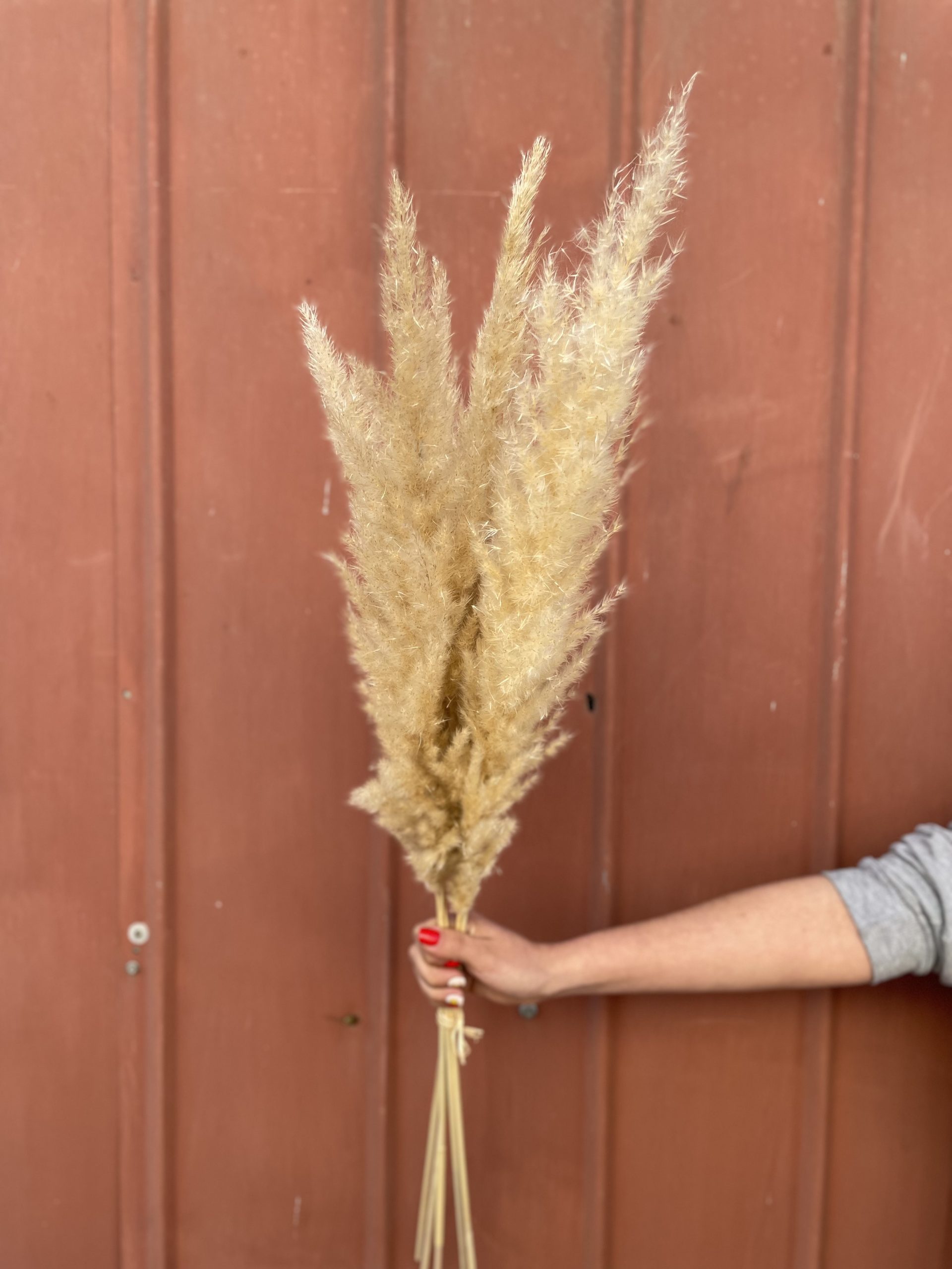 Baby pampas - El Florista